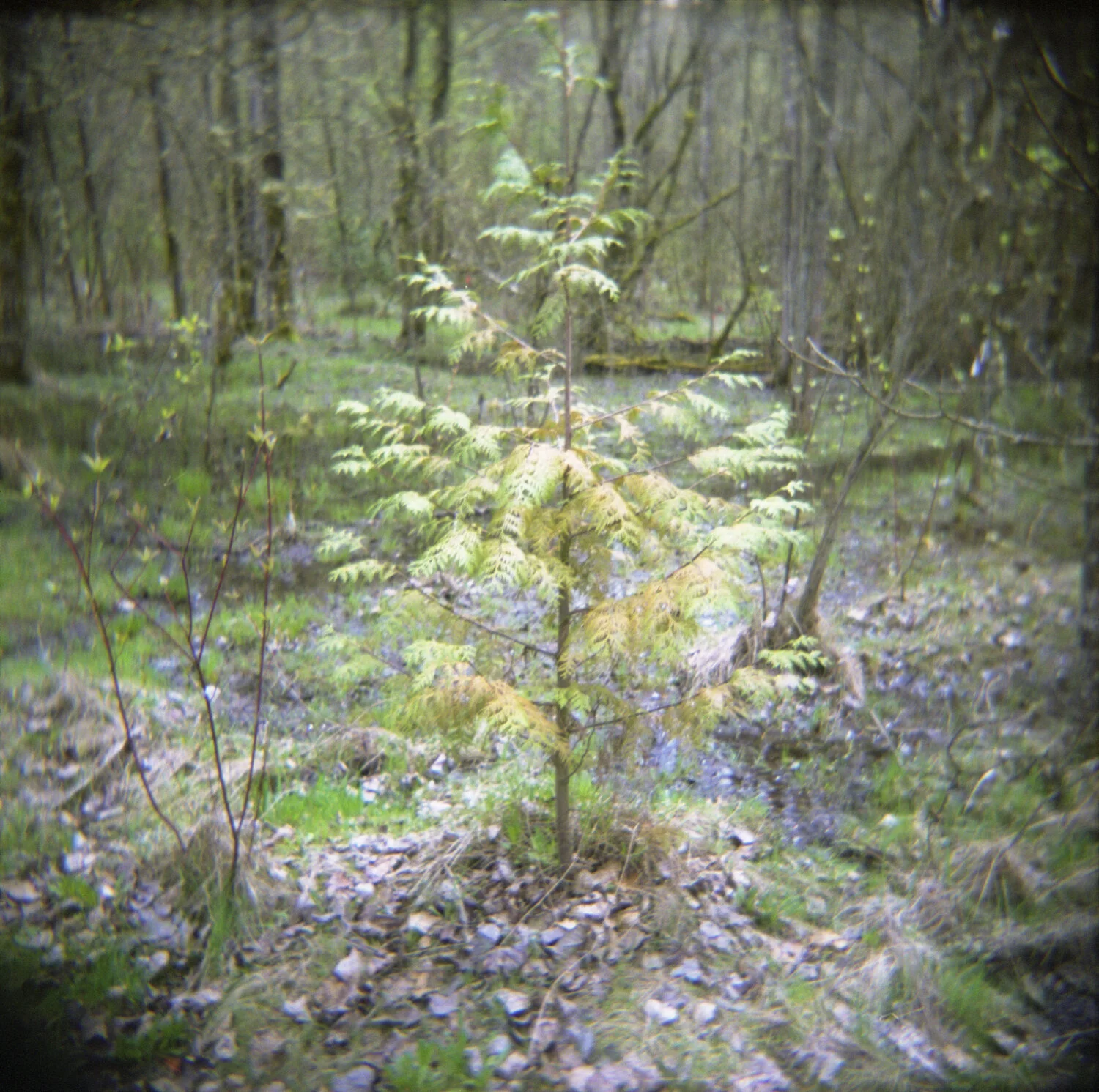 Path - 2011 — Cole Montgomery | Arts Educator & Photographer