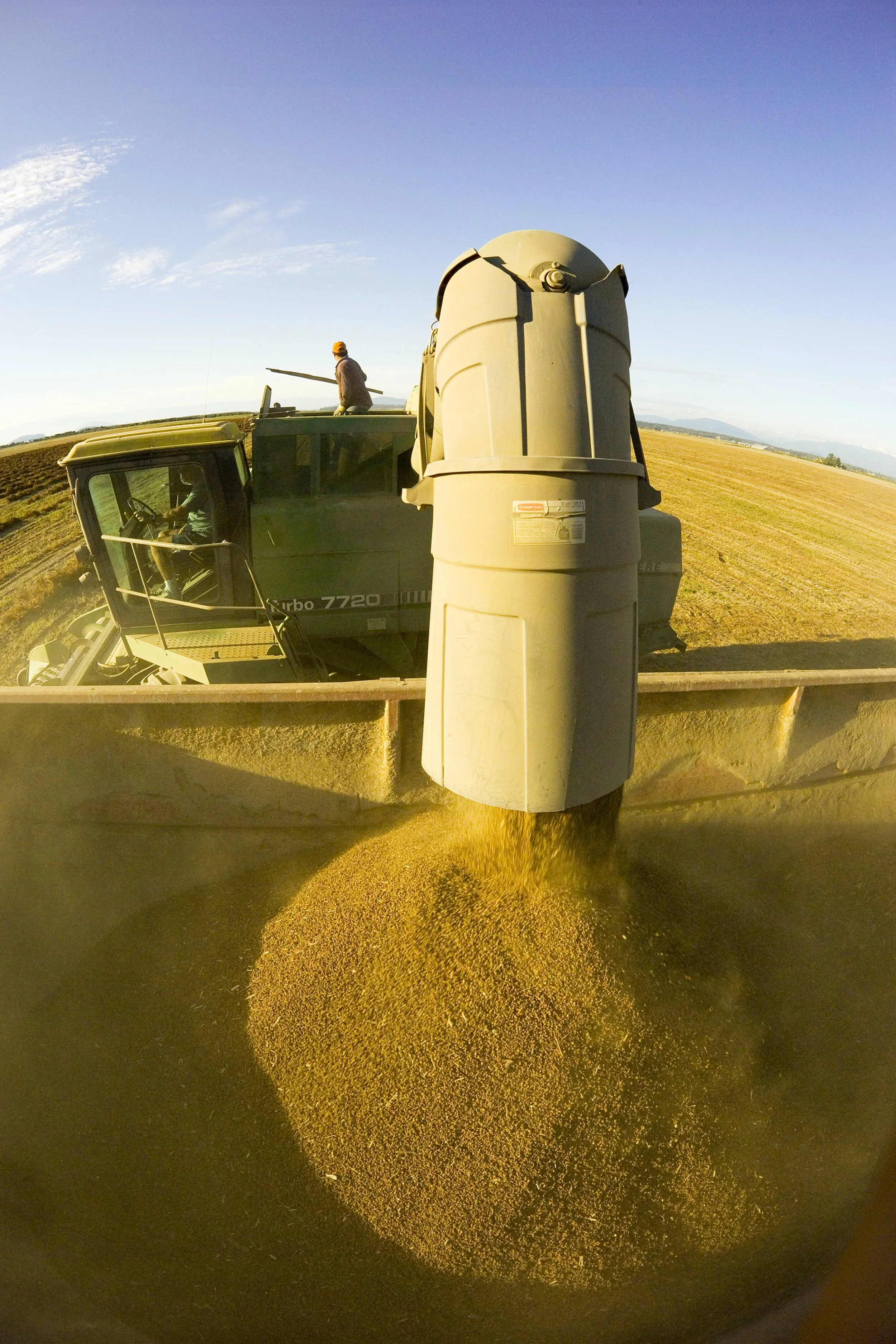 Commercial Seed Production in Skagit County — Skagitonians to Preserve ...