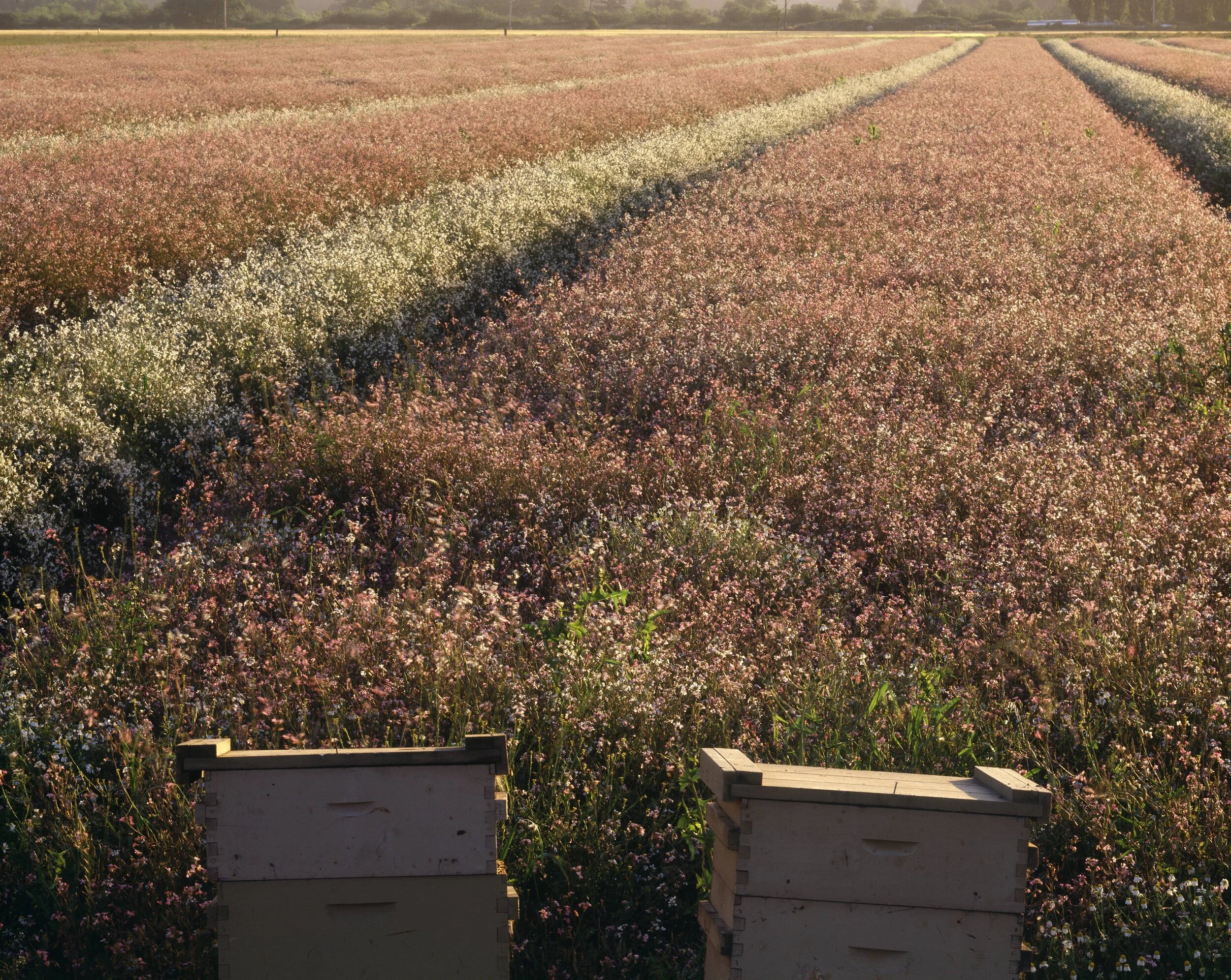Commercial Seed Production in Skagit County — Skagitonians to Preserve ...