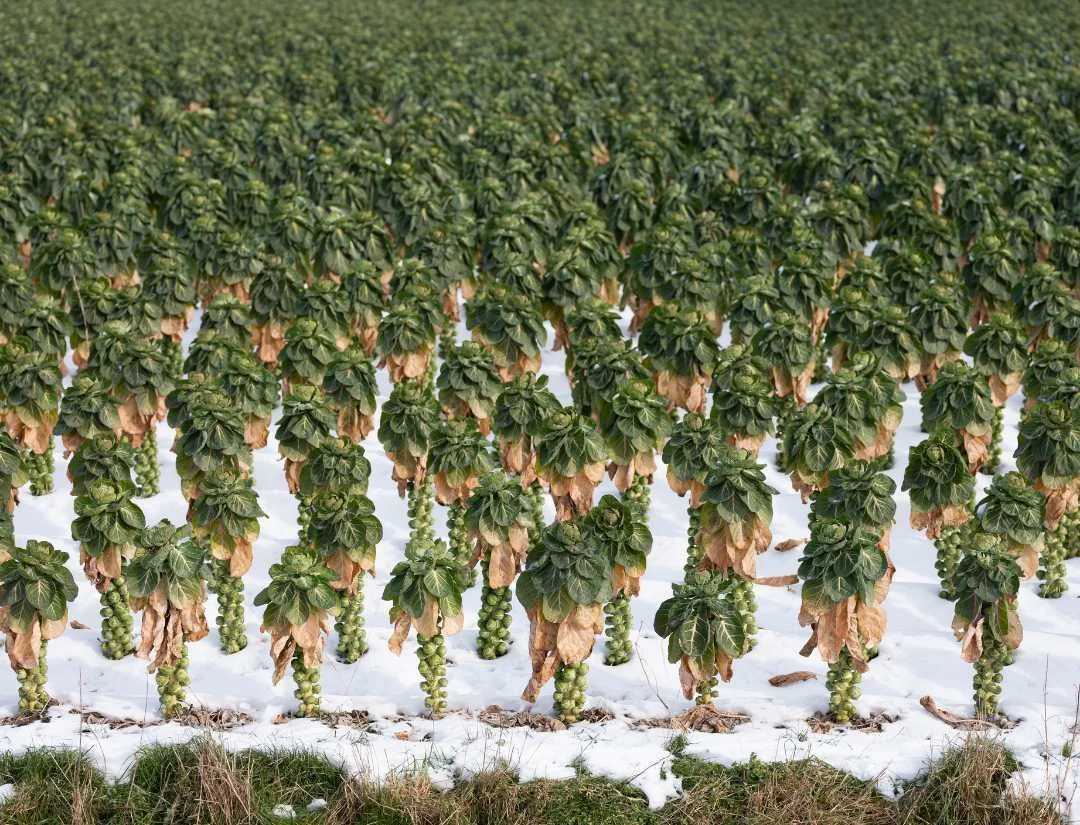 Crop ID Program — Skagitonians to Preserve Farmland