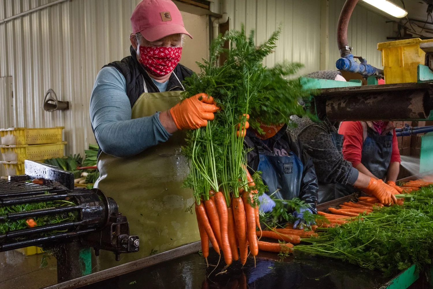 Ralph's Greenhouse: Growing Leeks & People — Skagitonians to Preserve ...