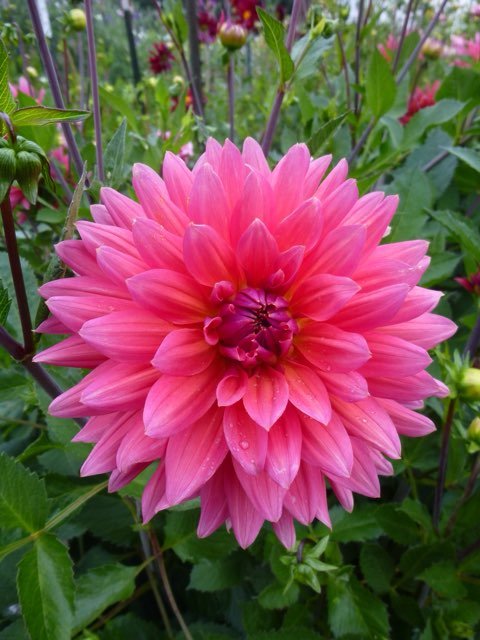 Dona Flora Herbs: Four decades of hard, beautiful work — Skagitonians ...