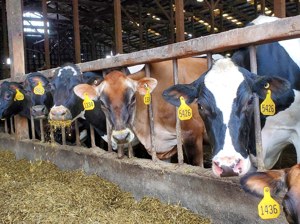 Cows and Community: Harmony Dairy — Skagitonians to Preserve Farmland