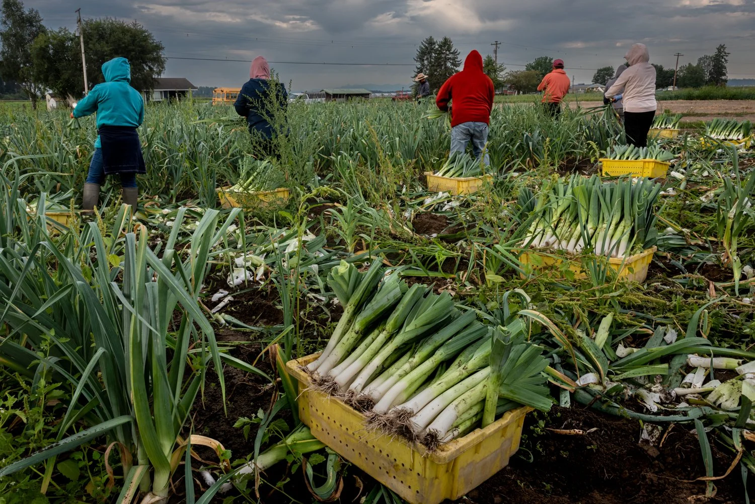 Ralph's Greenhouse: Growing Leeks & People — Skagitonians to Preserve ...