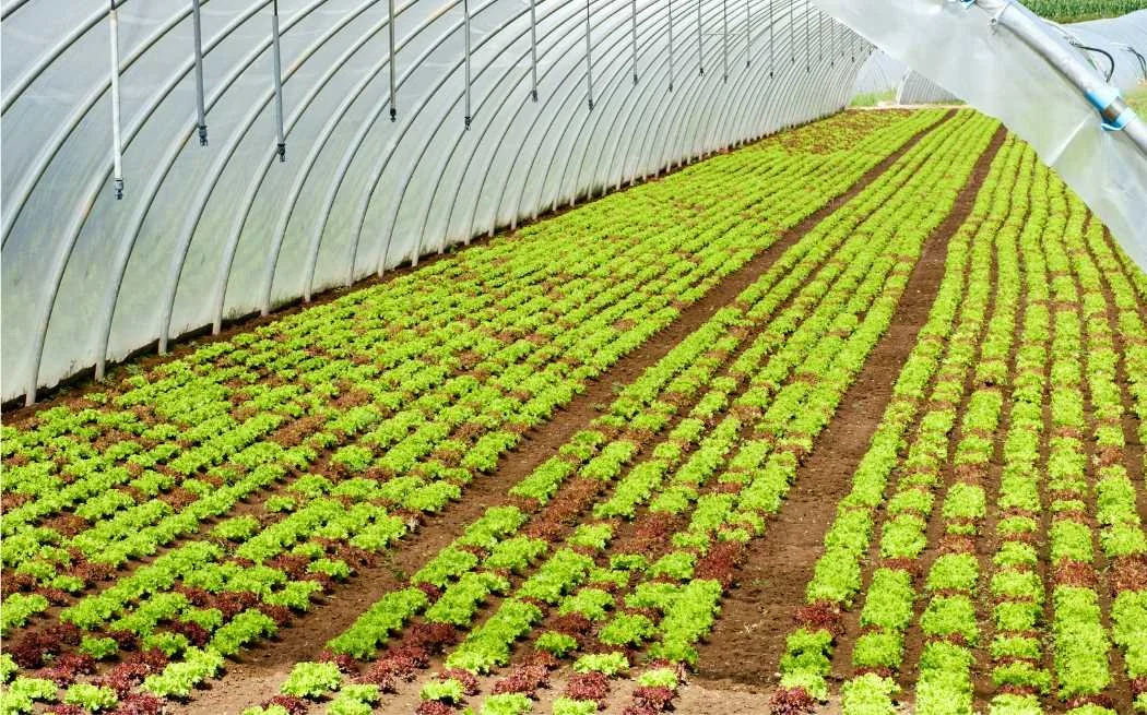 Fall & Winter Crops and Challenges in Growing Them — Skagitonians to ...