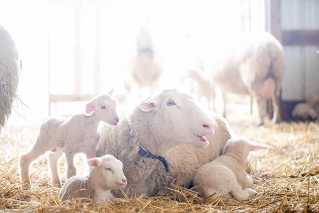 Harmony Fields: Growing by Shrinking — Skagitonians to Preserve Farmland