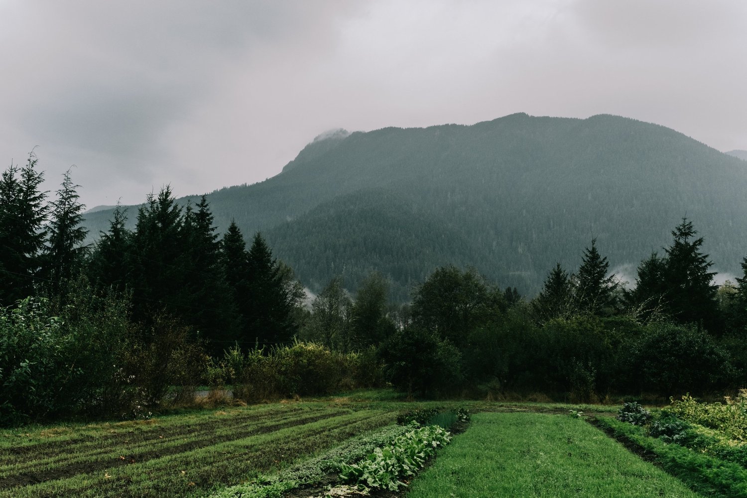 Growing Community Upriver at Long Hearing Farm — Skagitonians to ...