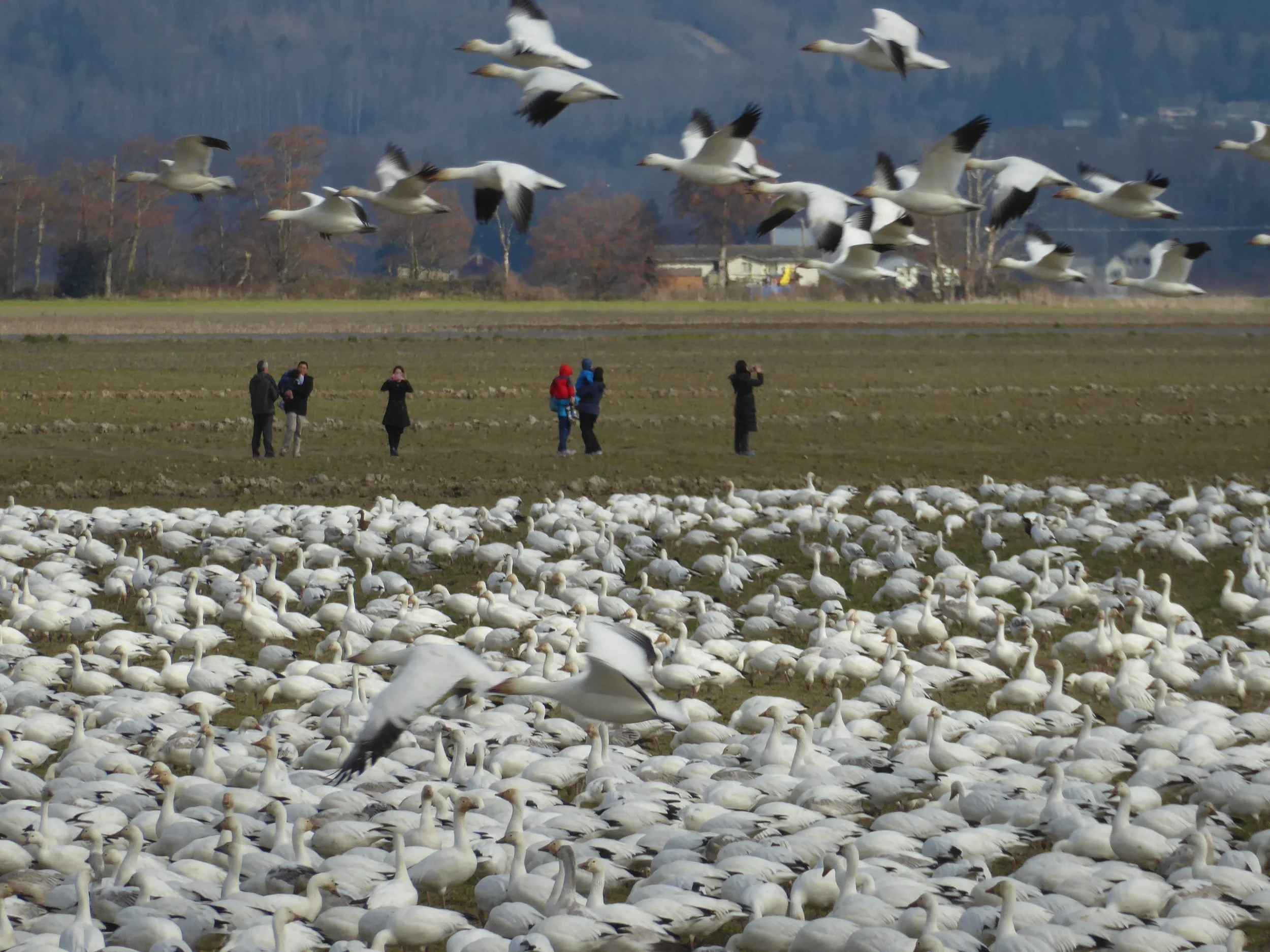 "Accidental Birders" learn how to Be Bird Wise — Skagitonians to ...