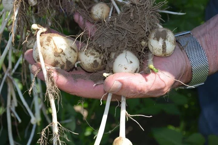 Double N Potatoes: Making a premium crop work — Skagitonians to ...