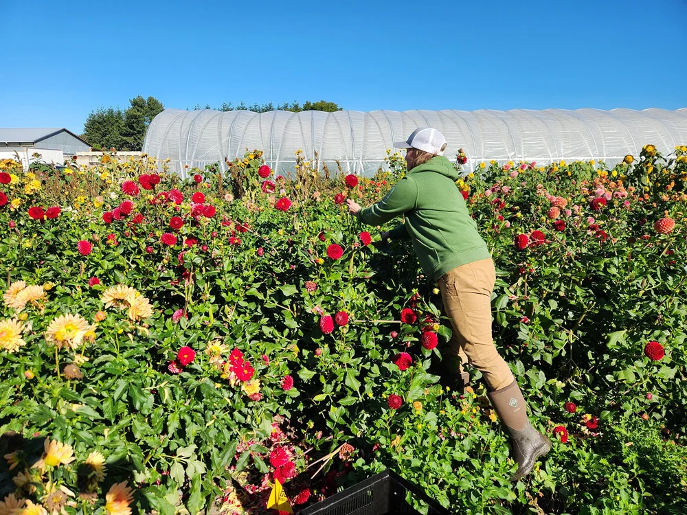 Boldly Growing Community — Skagitonians to Preserve Farmland