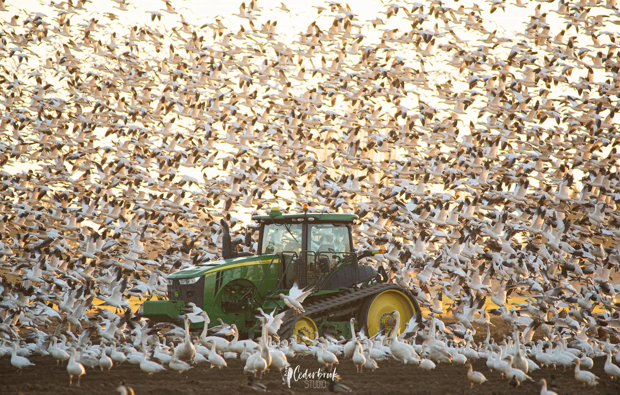 Be Bird Wise — Skagitonians to Preserve Farmland
