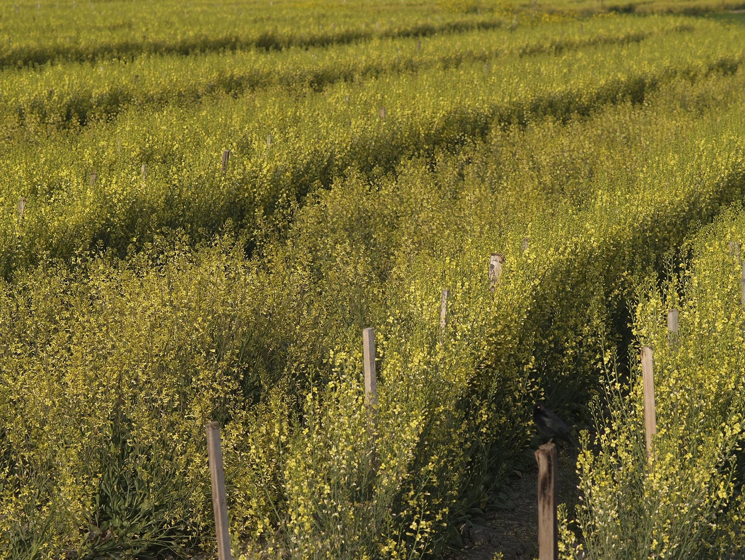Seeds and Change — Skagitonians to Preserve Farmland