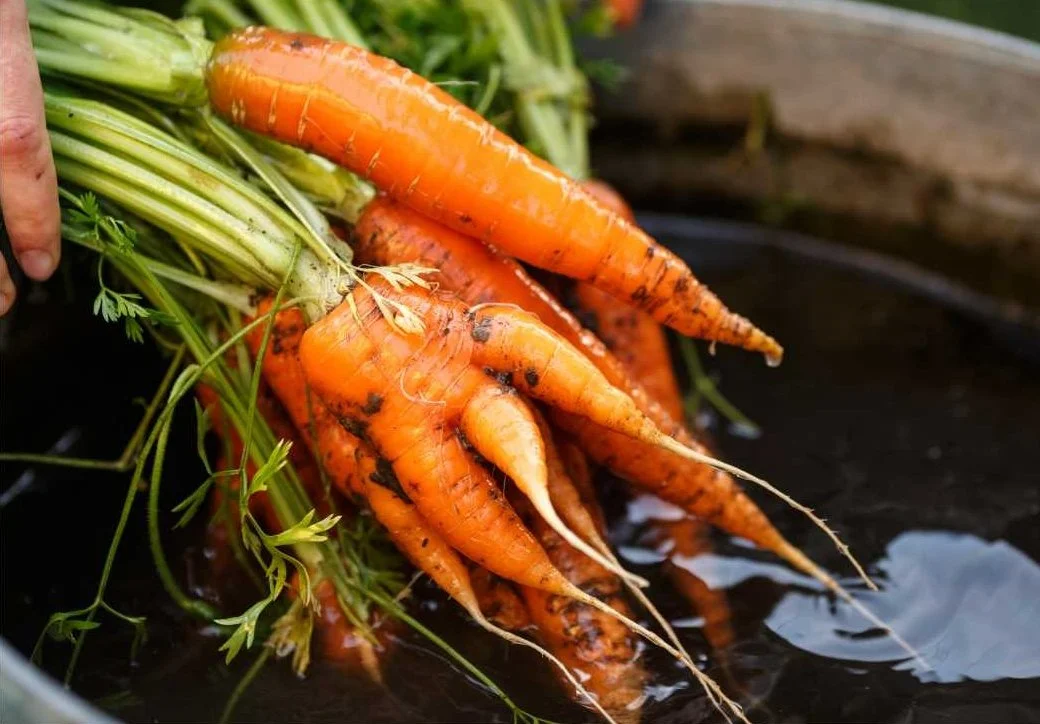 Fall & Winter Crops and Challenges in Growing Them — Skagitonians to ...