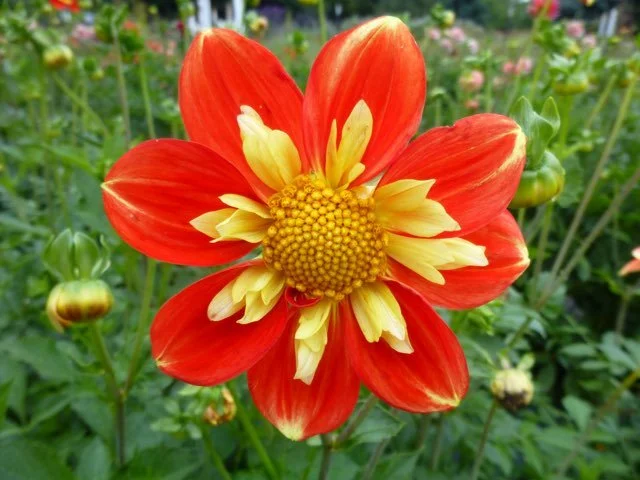 Dona Flora Herbs: Four decades of hard, beautiful work — Skagitonians ...