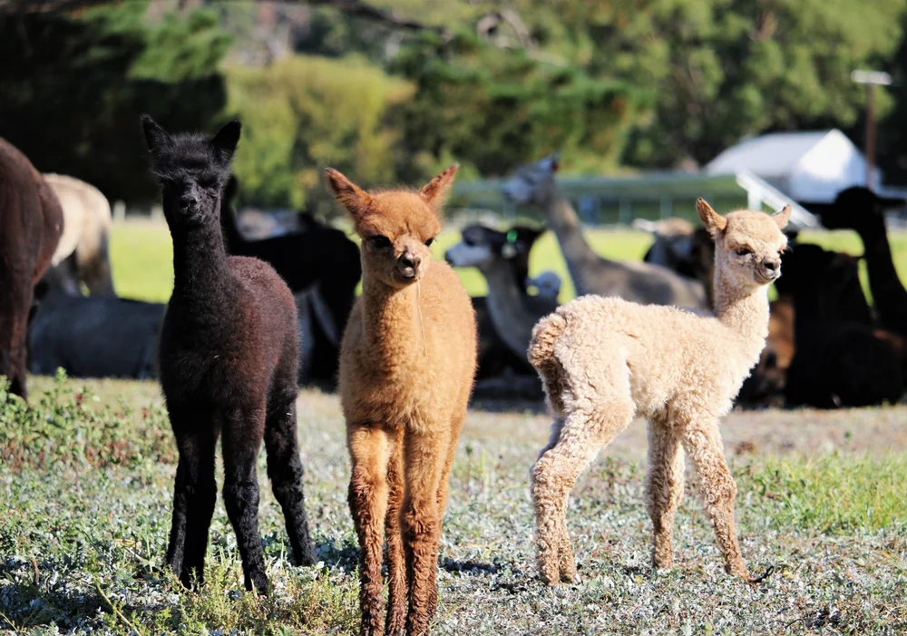 Environment & Conservation — Softfoot Alpaca Victor Harbor
