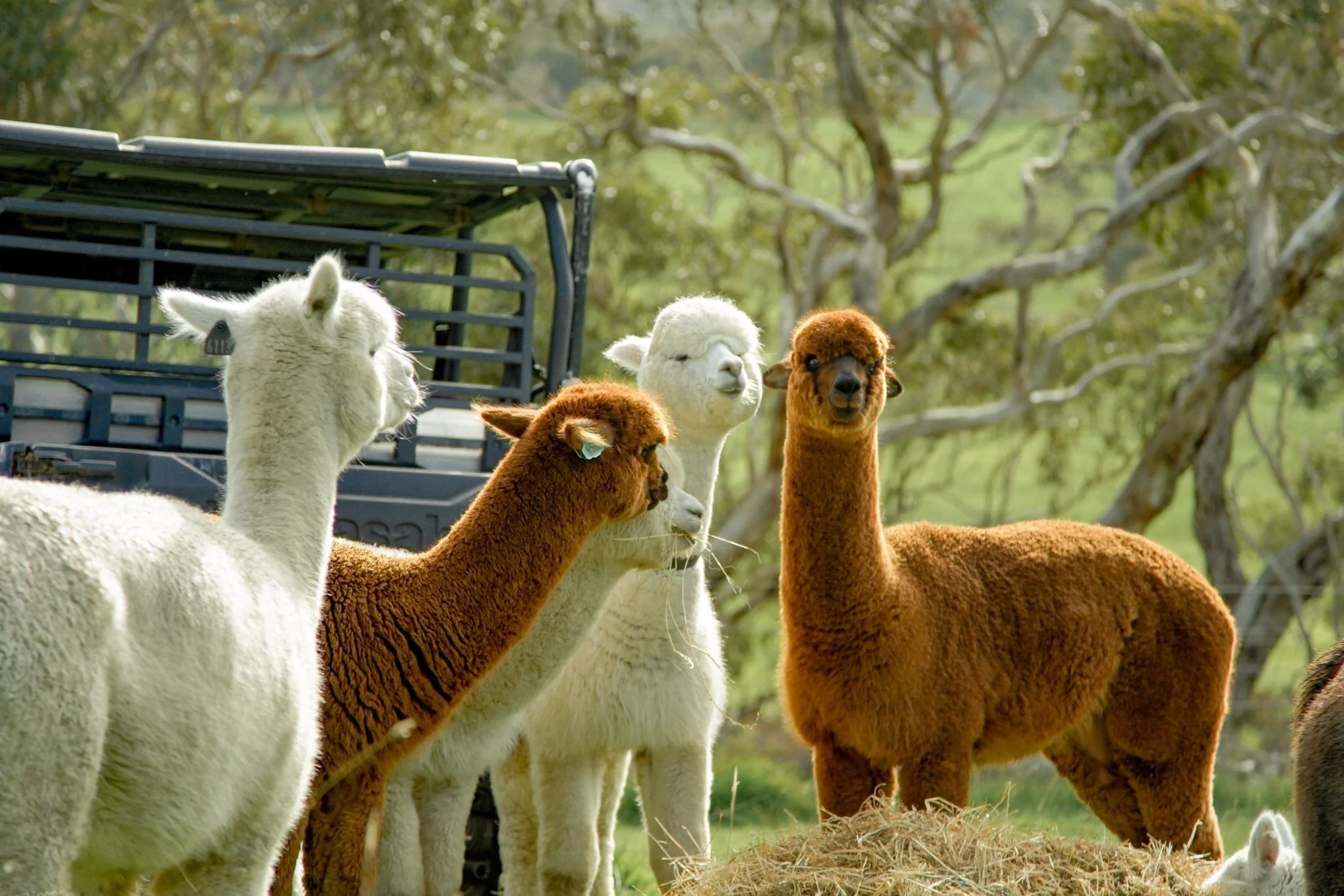 Alpaca Farm Adelaide | Softfoot Farm Victor Harbor