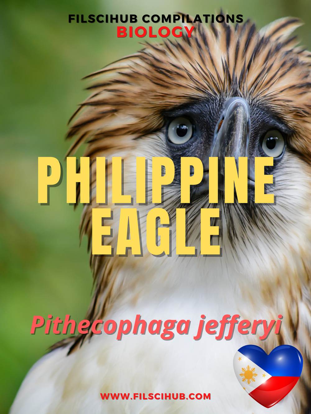 [BIOLOGY MODULE] Philippine Eagle: Pithecophaga jefferyi — Filipino ...