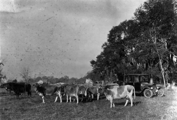 Blog — Louisiana Native Seed