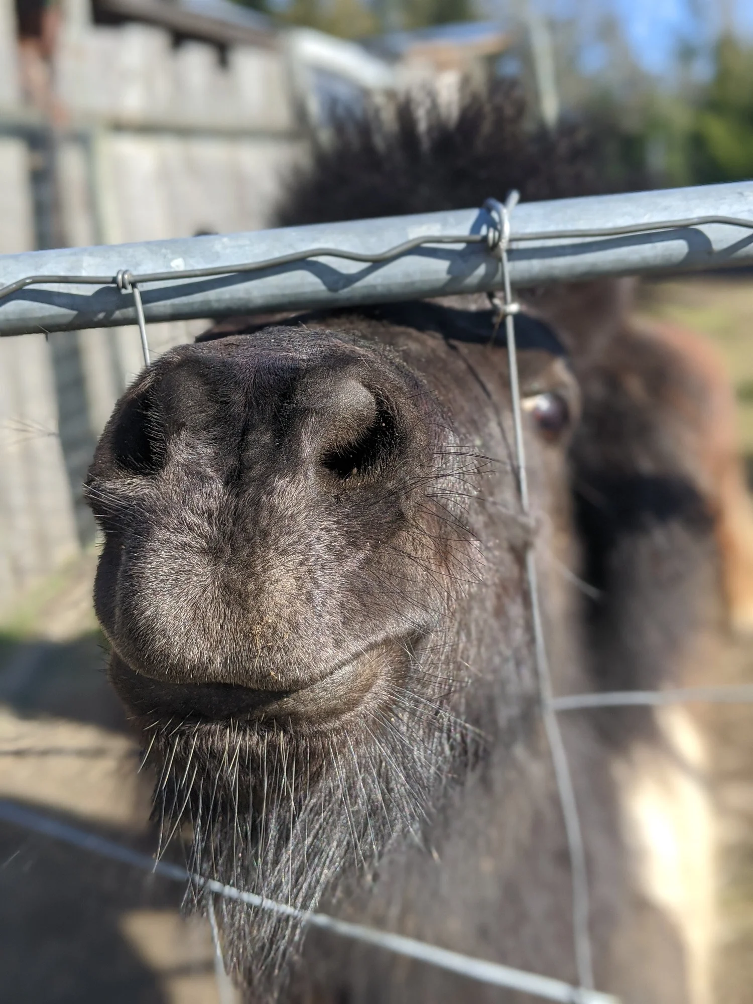 Critter Corner — My-Chosen Cafe