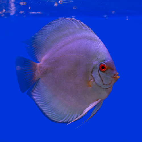 Online Aquarium Store