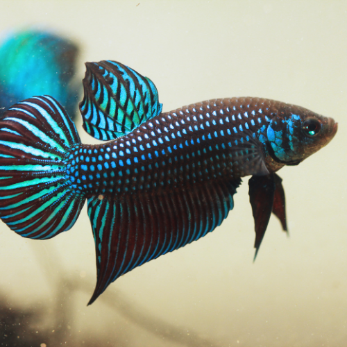 Online Aquarium Store