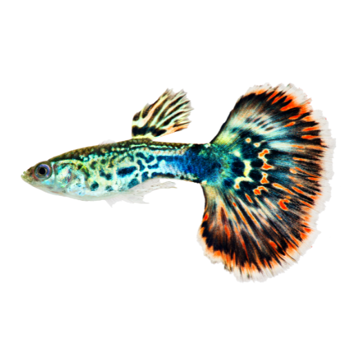 Online Aquarium Store