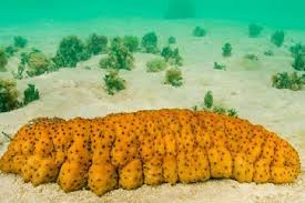 Online Aquarium Store
