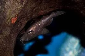 %Fishforsale