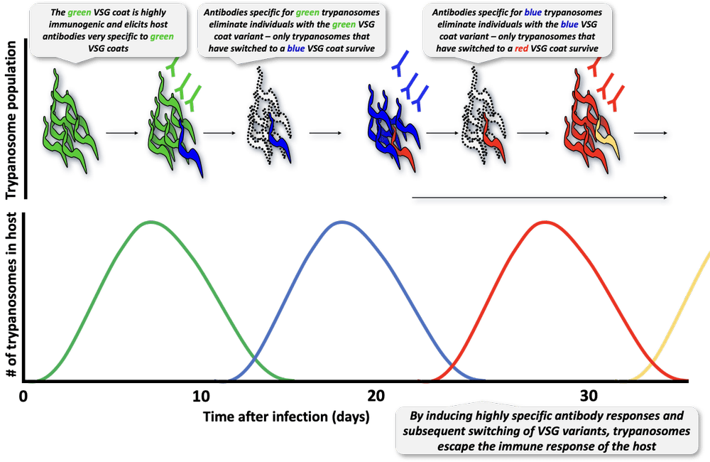 VAST Platform — Panosome