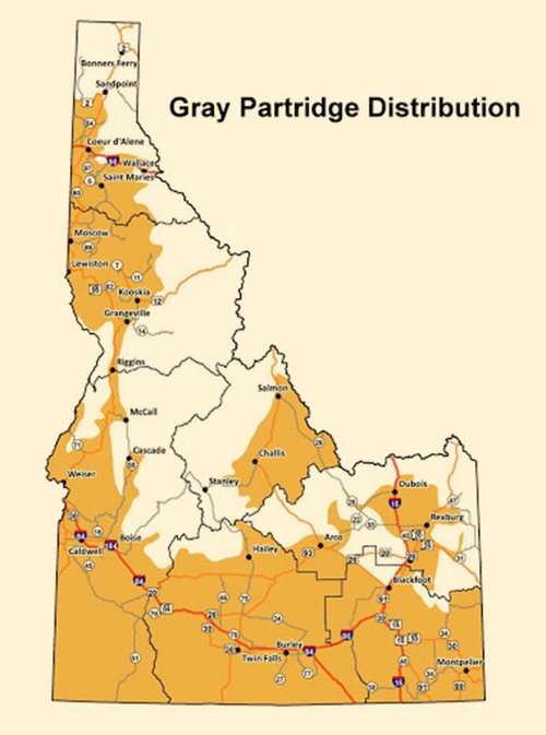 Gray Partridge — Go Hunt Idaho