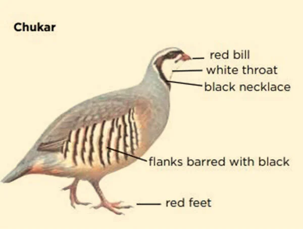 Chukar — Go Hunt Idaho