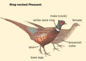 Pheasant — Go Hunt Idaho