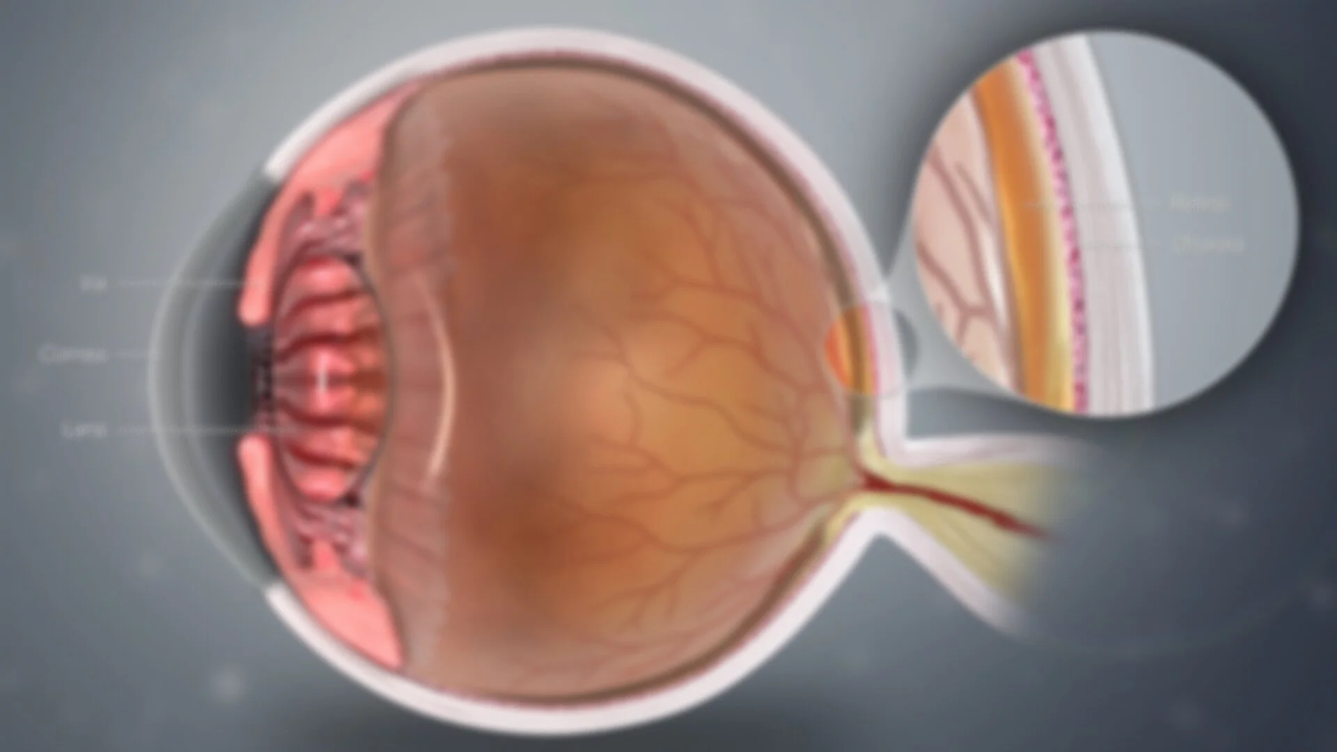 Eye Anatomy — OphthoBasics