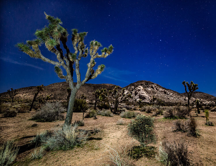 Joshua Tree — Roger Hart Photography