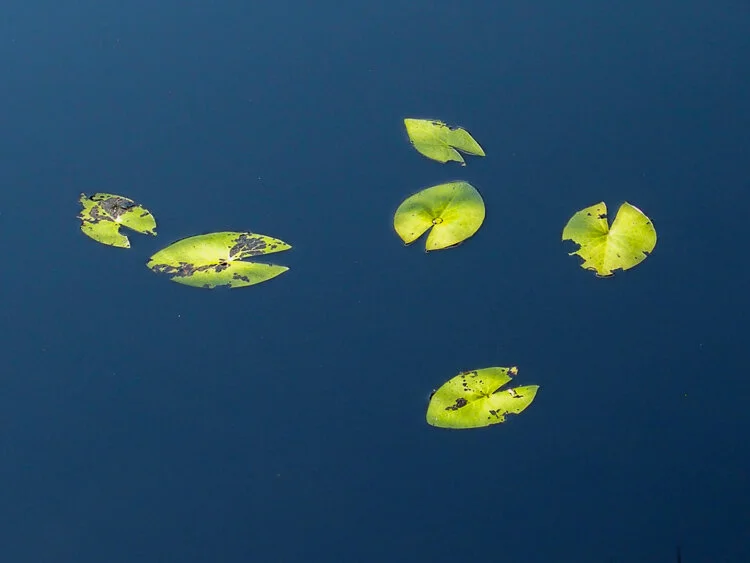 Roger Hart Photography