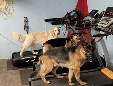 Boarding & Training — Alaska Dog Boarding & Training