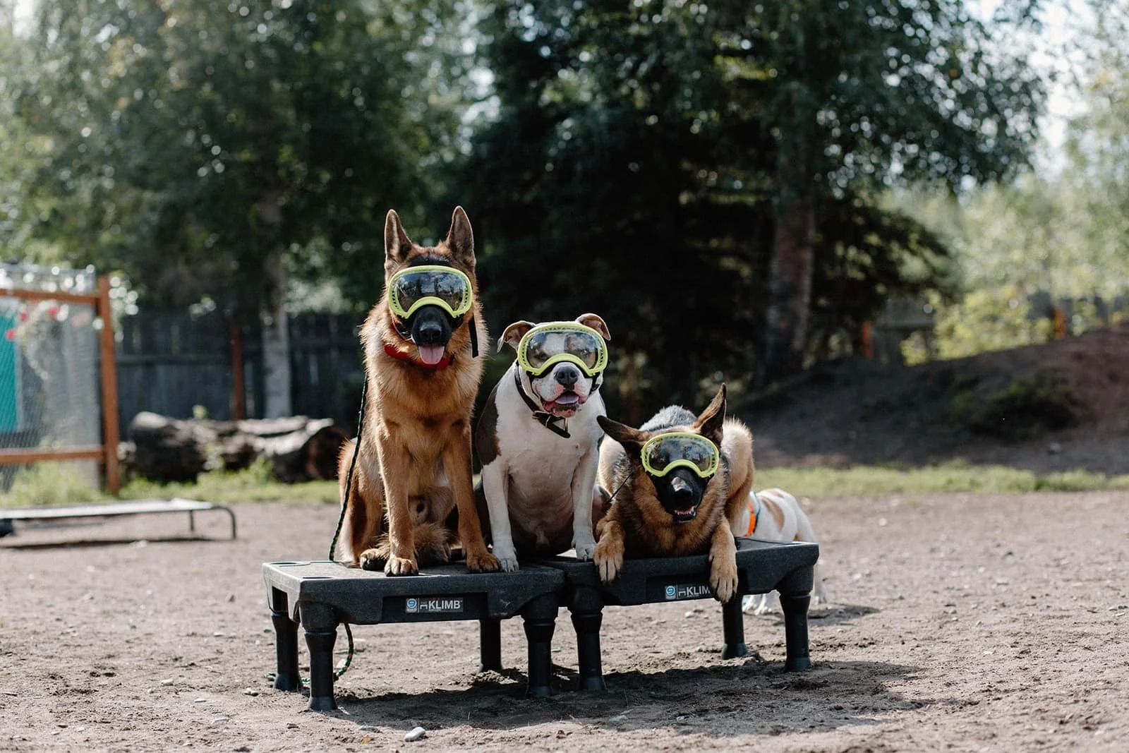 Obedience Classes — Alaska Dog Boarding & Training