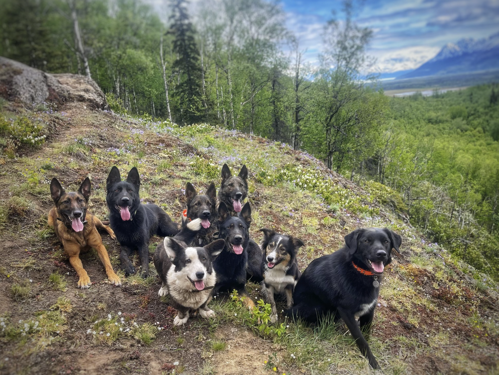 Obedience Classes — Alaska Dog Boarding & Training