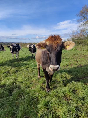 Interview – Bath Soft Cheese — Made in Bath