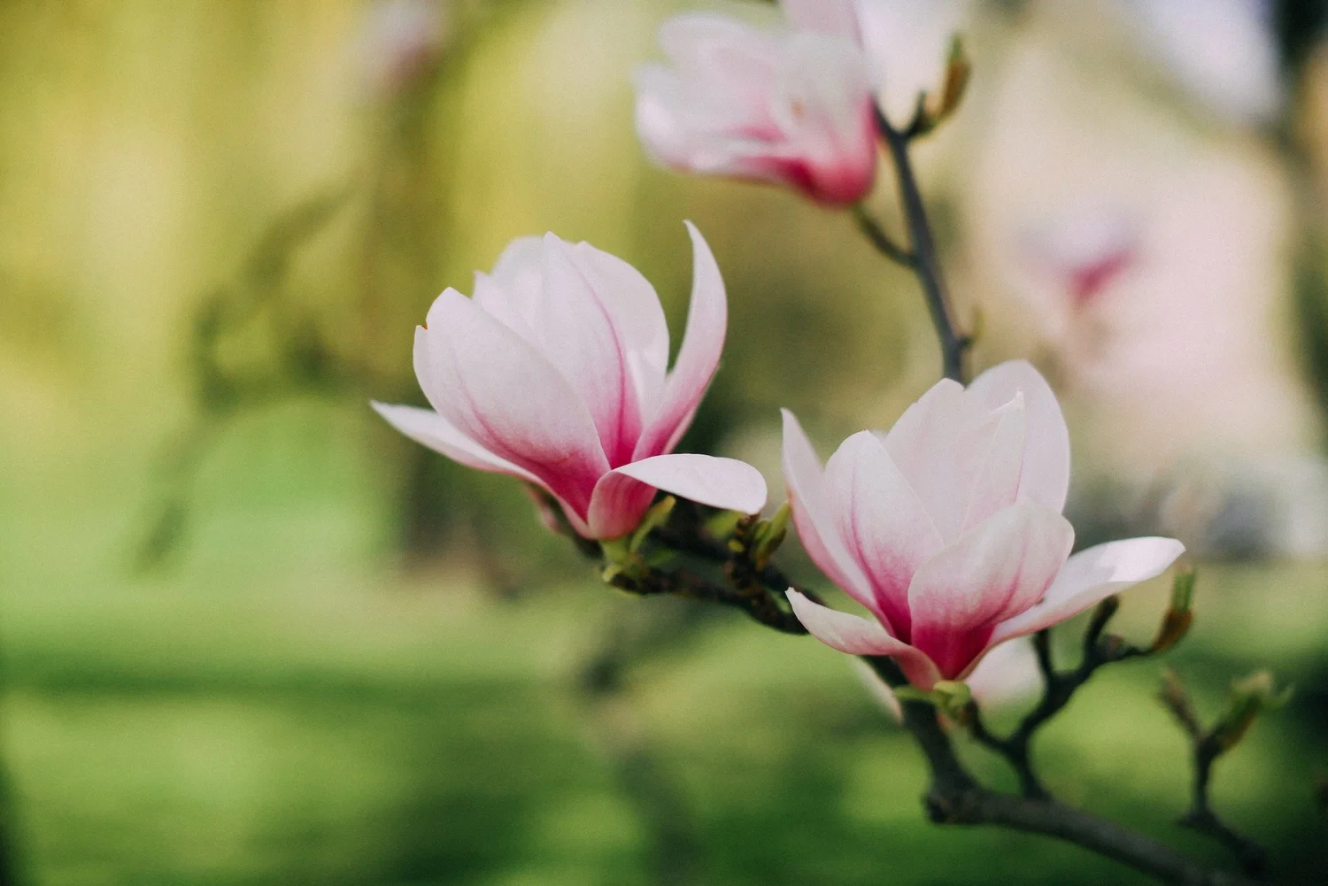 Understanding the Seasonal Cycle of Trees — Story Preservation Initiative