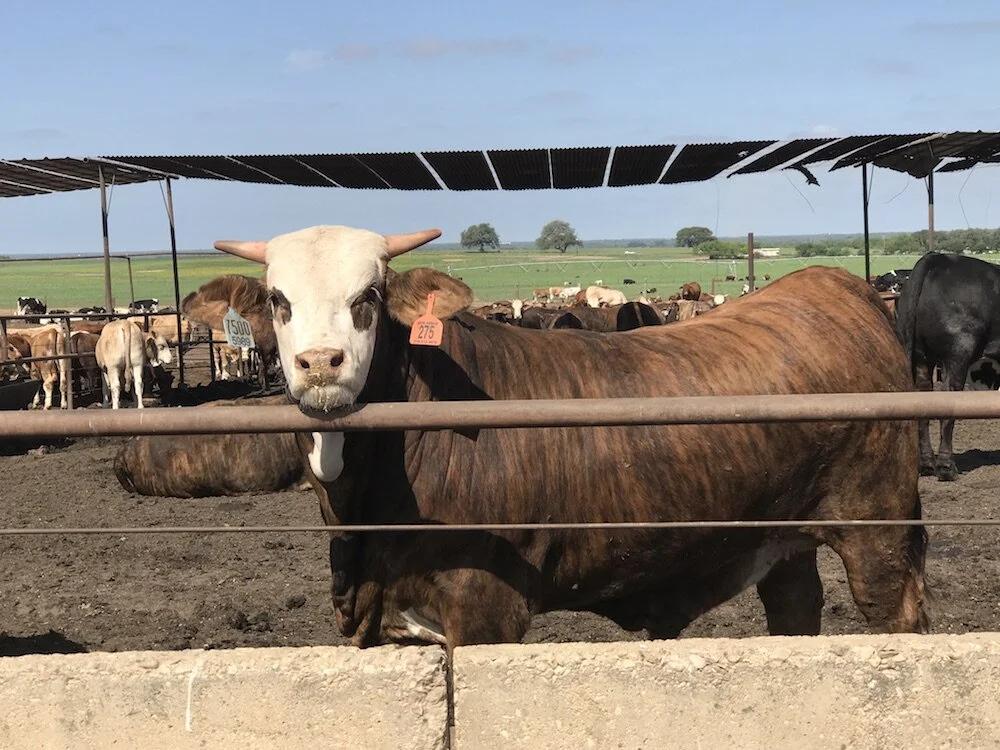 Cattle Feeding Services — Luckey Custom Feed Lot