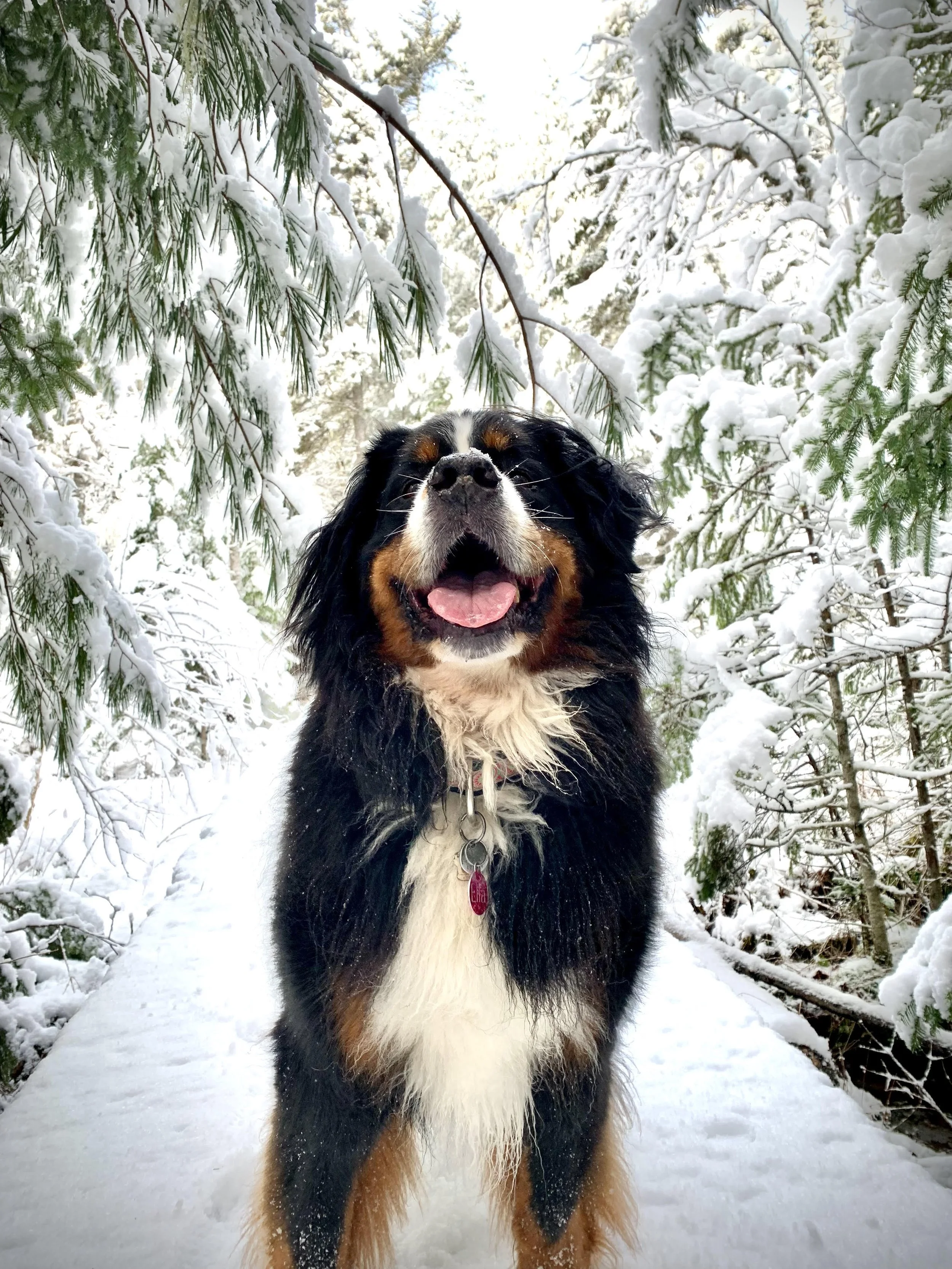 Pet of the Year 2023 — St. Martha's Regional Hospital Foundation