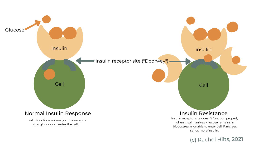 How Insulin Affects Fertility: Dietary Tips for Optimal Reproductive ...