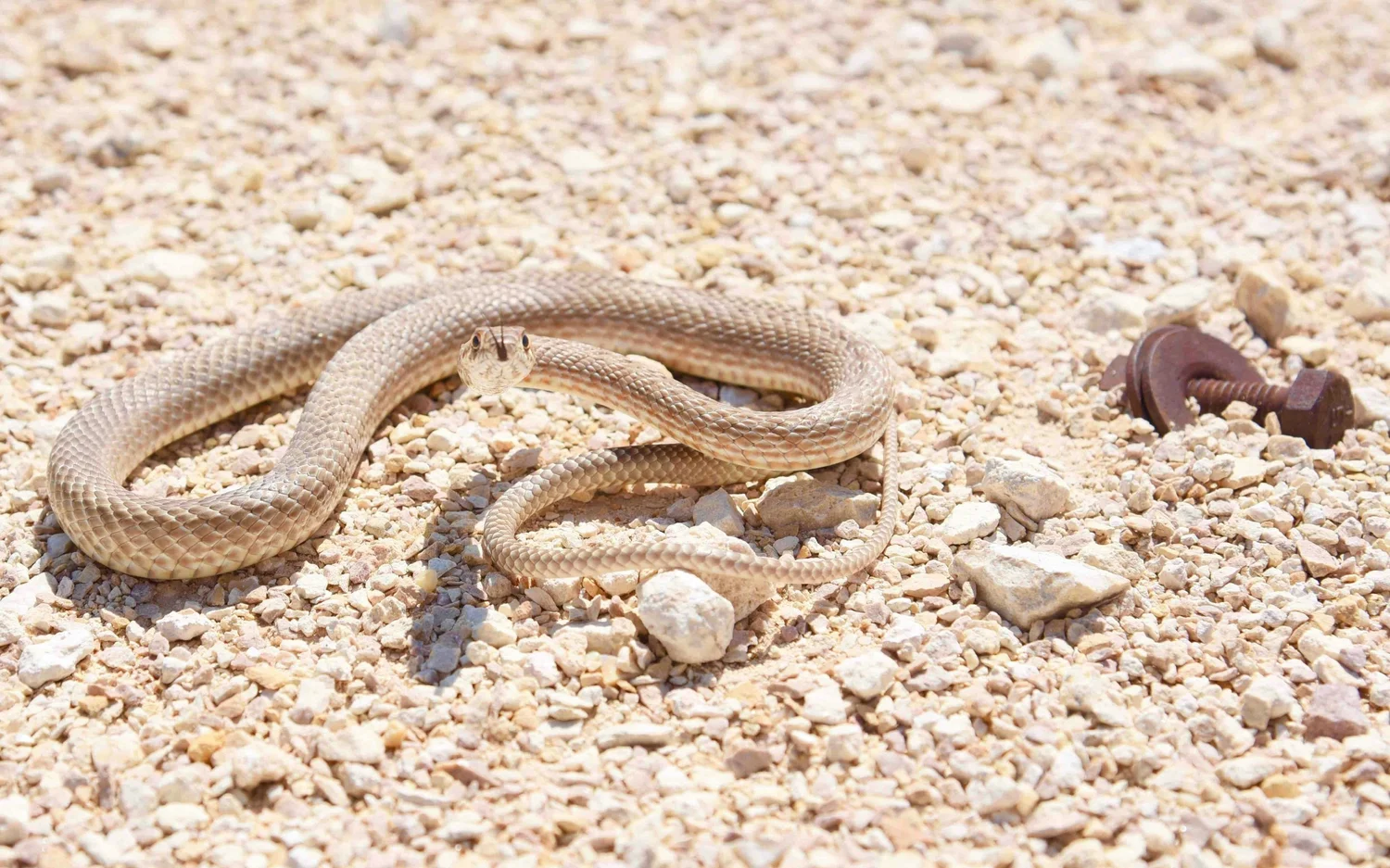 Research sense: Incorporating animals’ sensory capacities in animal ...
