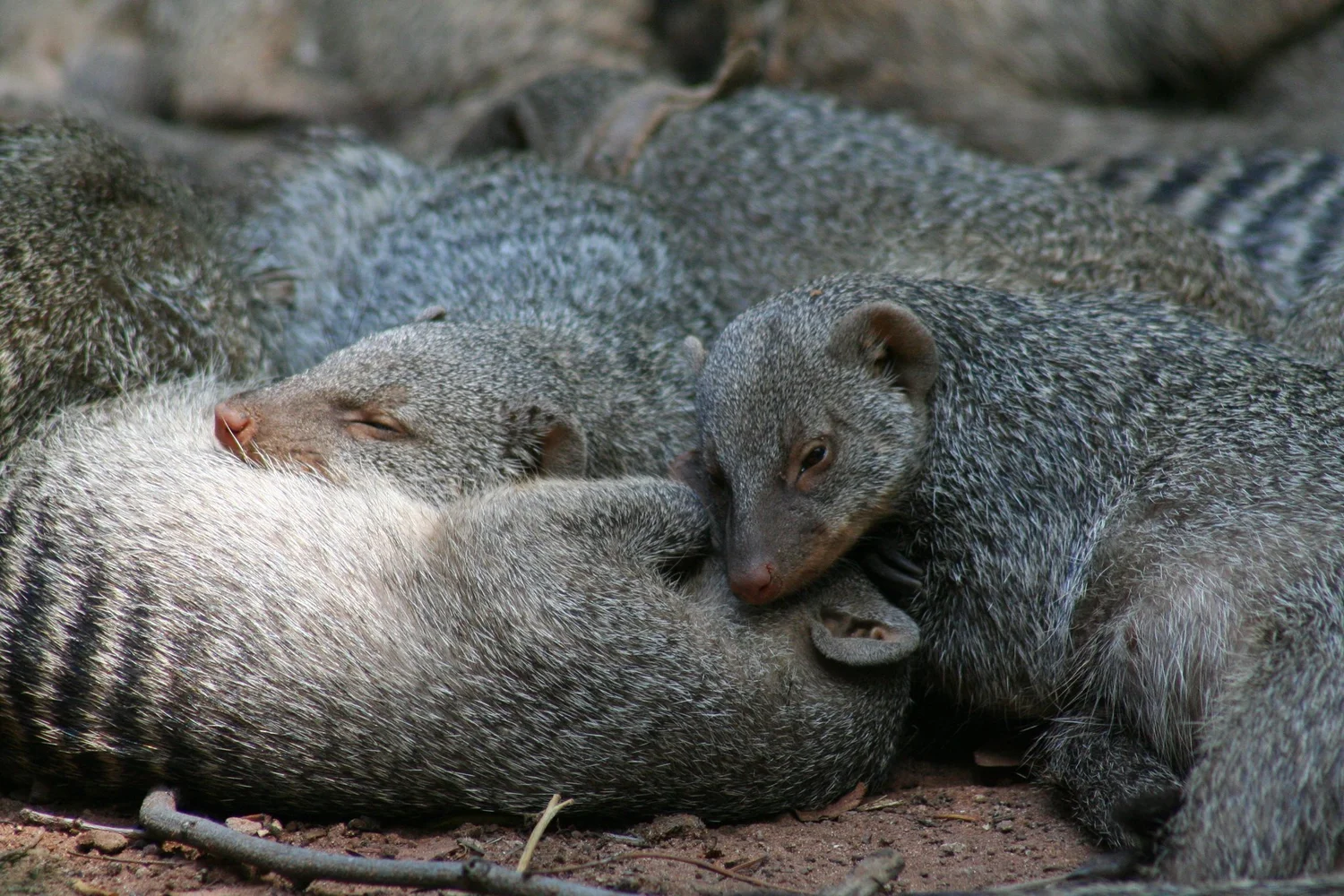 Wild Animal Initiative Events — Wild Animal Initiative