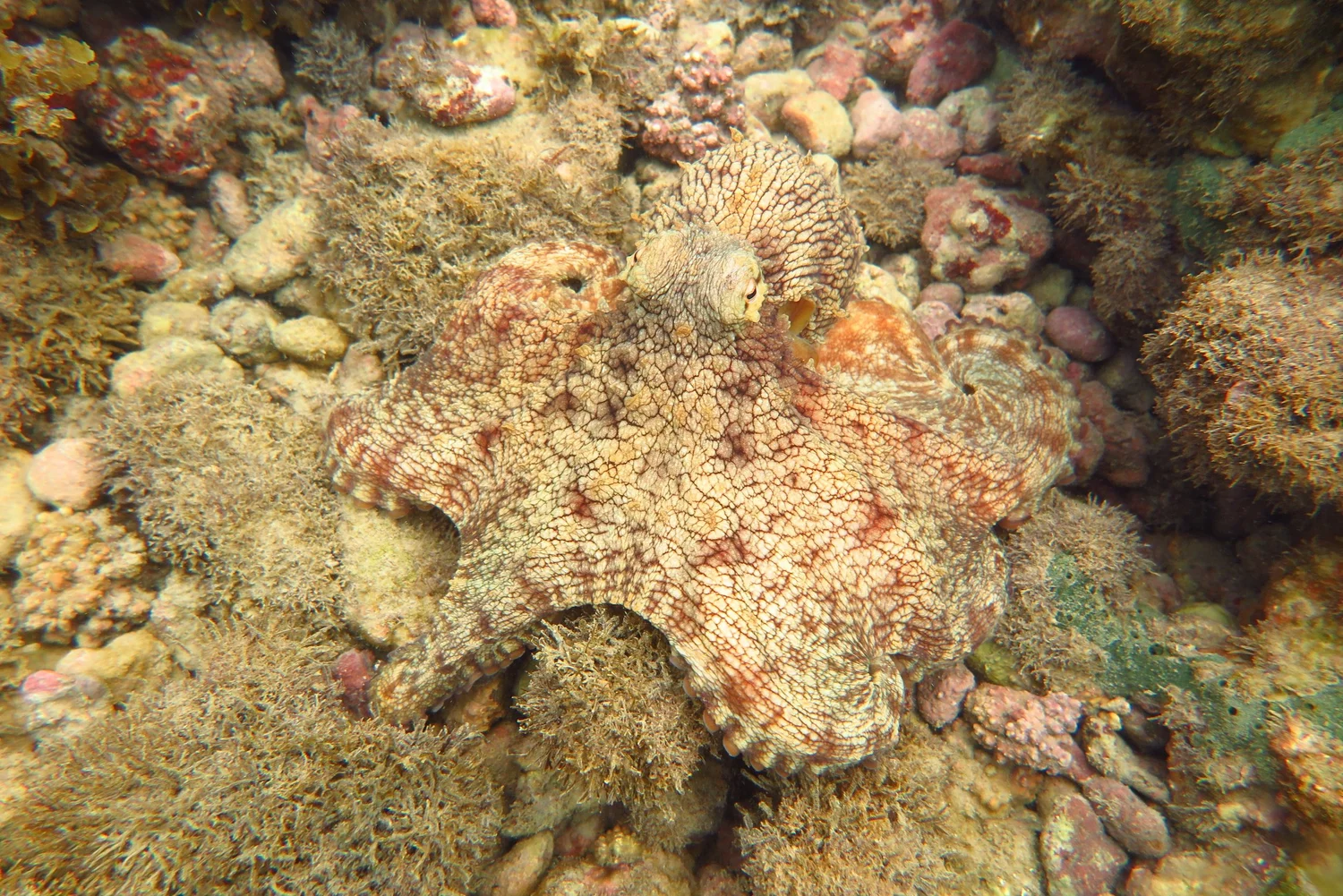 Investigating sentience and emotional states in wild octopuses — Wild ...