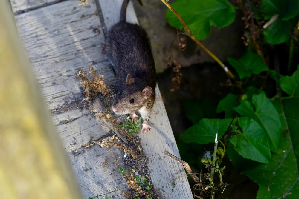 Wild Animal Initiative awards 13 grants for wild animal welfare ...