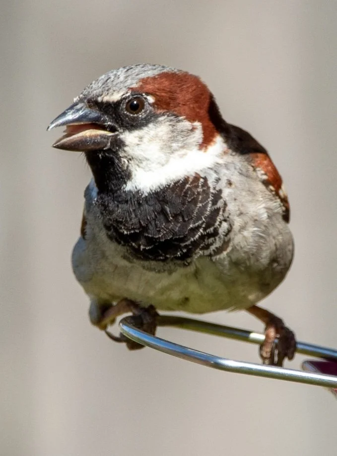 Wild Animal Initiative launches new field study on house sparrows ...