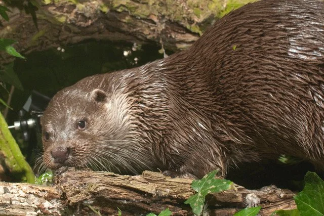 $700k awarded to support new wild animal welfare research projects ...