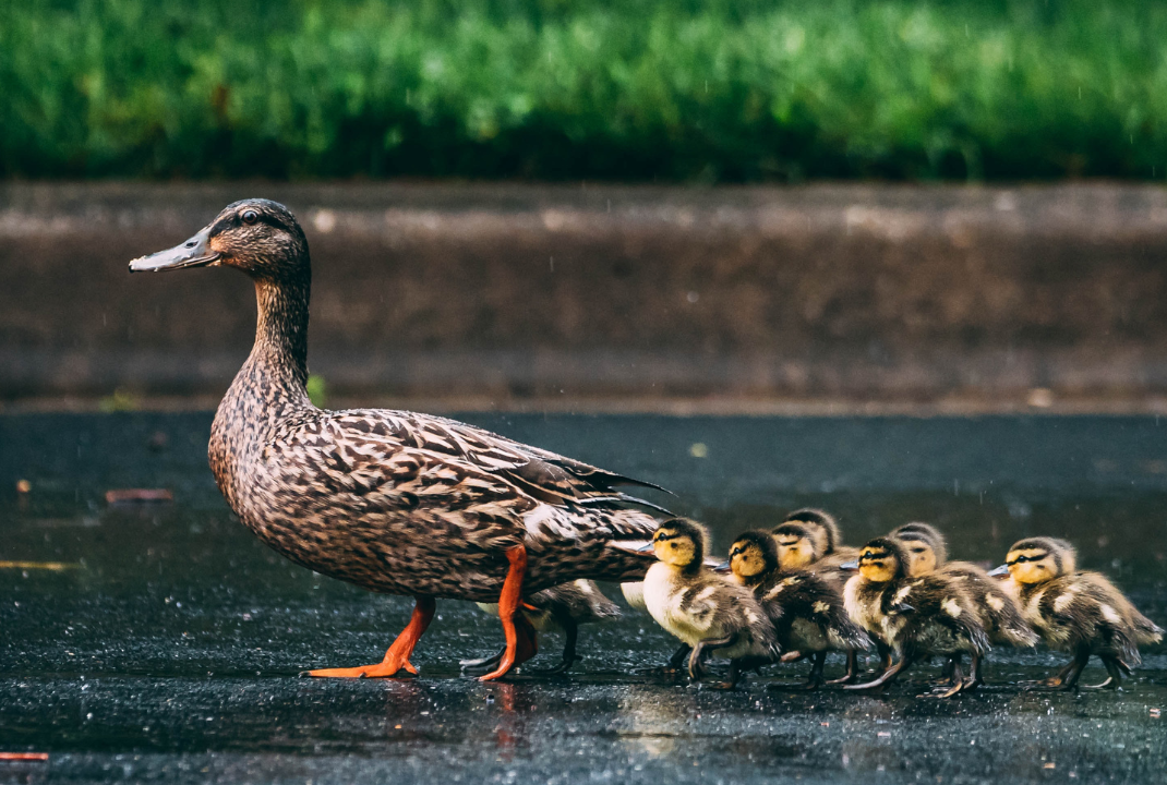 Core Concepts: Net-negative lives — Wild Animal Initiative